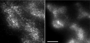 Choosing a graph type – LaNts and Laminins