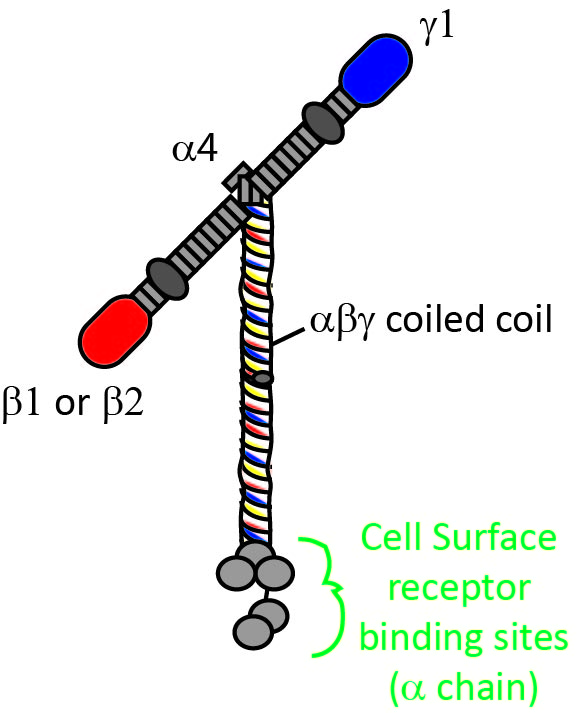 Laminin Research Highlights – what a difference a beta chain makes ...