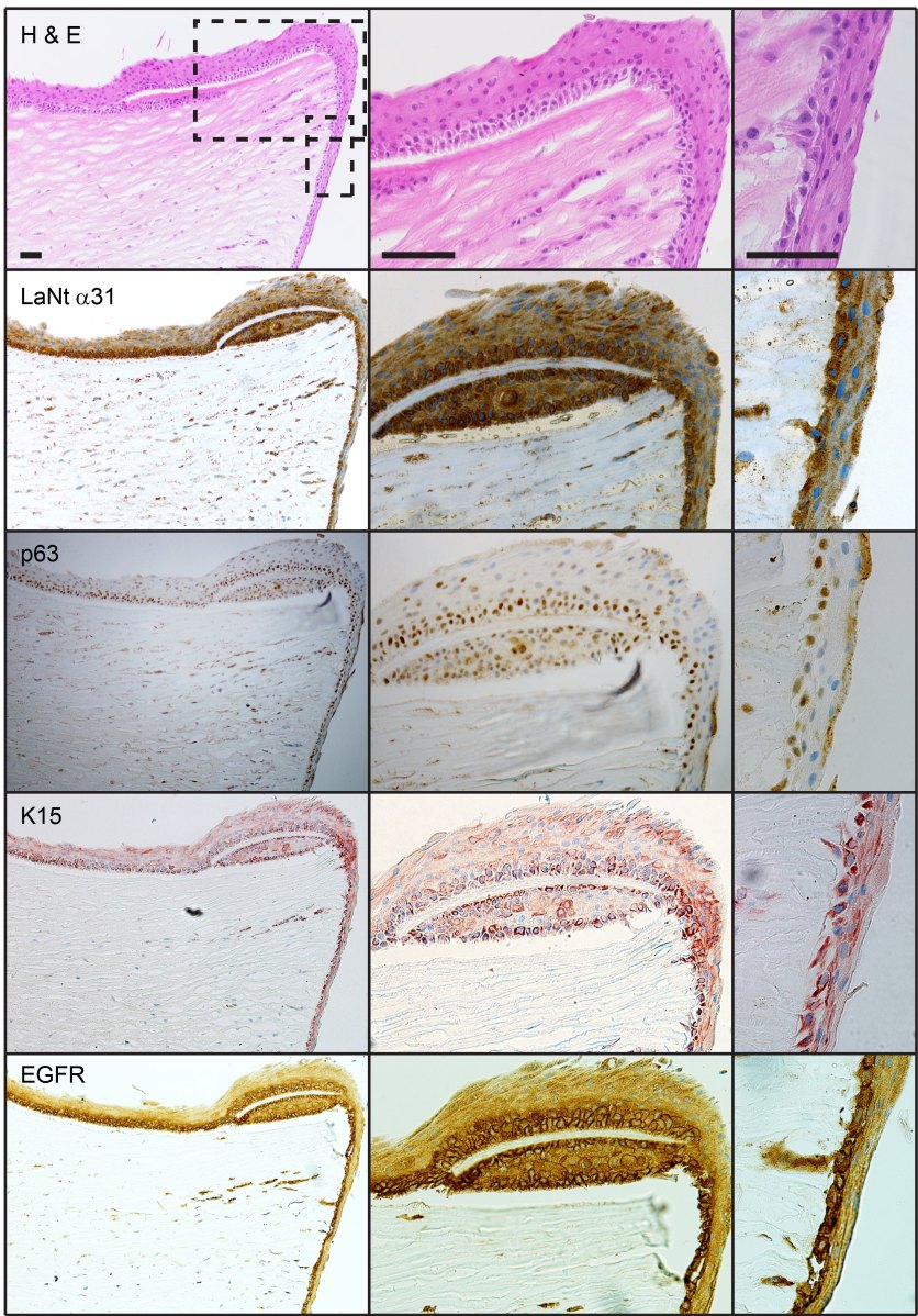 LaNt alpha31 in the ocular surface; a new player in corneal wound ...