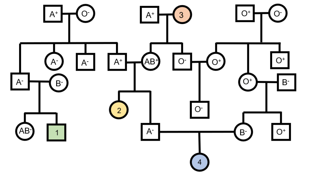 Multiple Choice Quiz – Genetic Pedigrees – 5 – ABO and Rh blood group ...